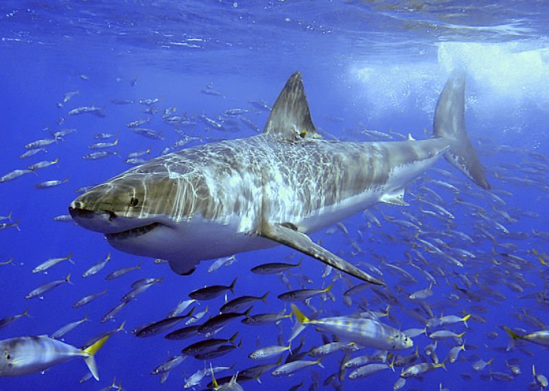 Trovato piccolo squalo bianco nel Canale di Sicilia