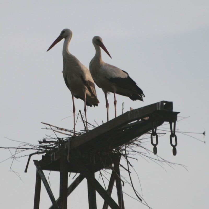 Le cicogne sono tornate nella loro casa di Porcari (Lucca)