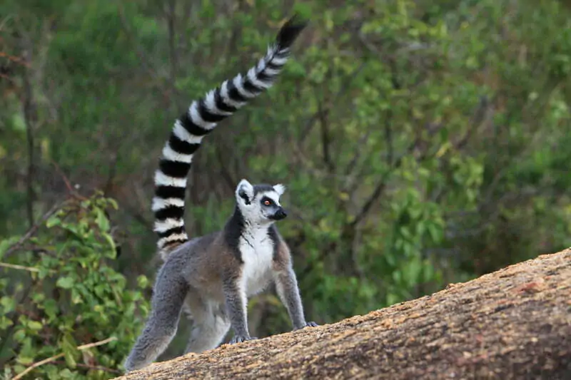 Il Dna dei lemuri fa luce sulla storia delle foreste del Madagascar