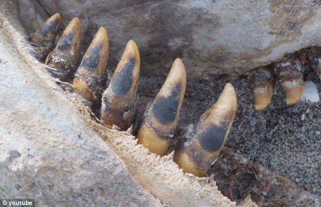 Trachelosaurus fischeri: il mostro marino "perseguita" gli studiosi