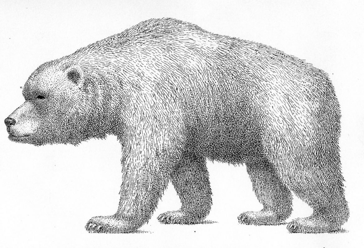C’era una volta l’orso delle caverne
