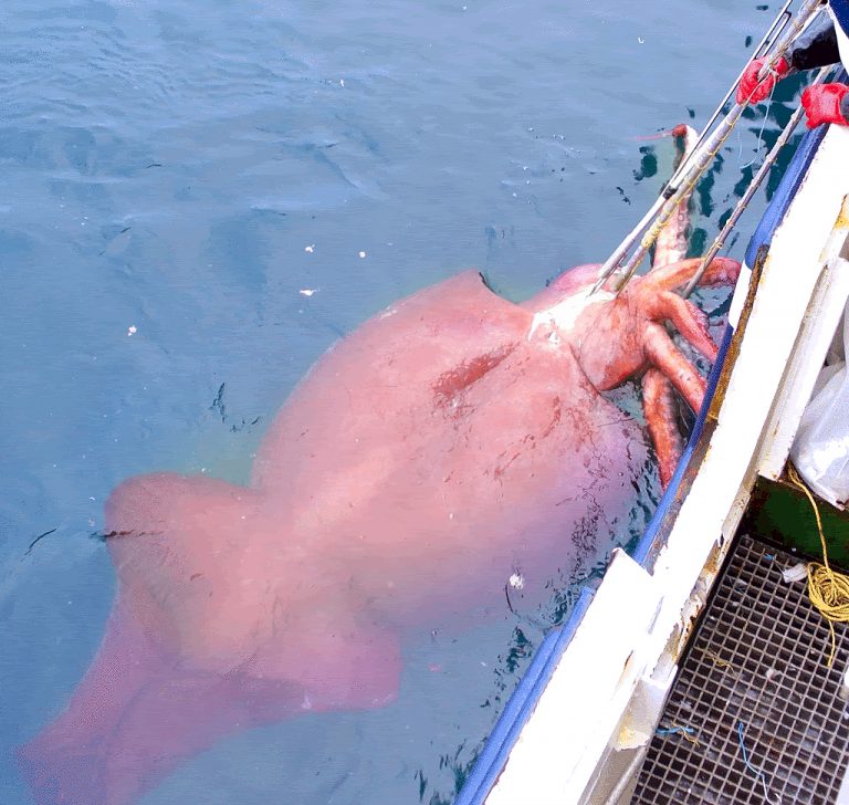 Animali: cosa mangiano i calamari giganti? Uno studio lo ha scoperto