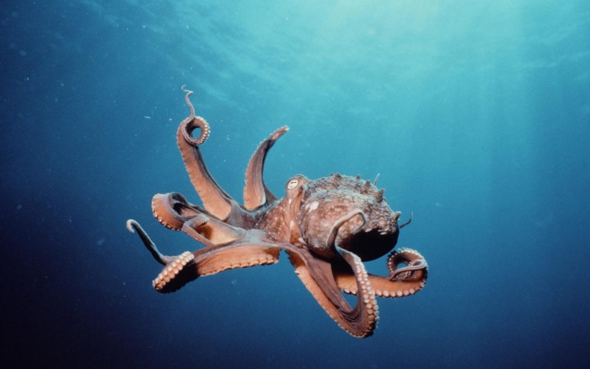 Scienza: ecco perchè i tentacoli delle piovre non si legano tra loro