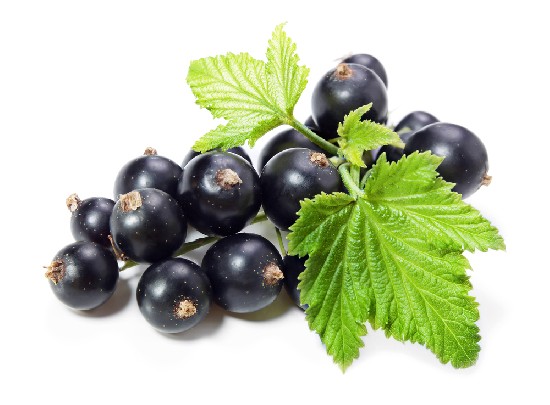 Ribes: un versatile elisir di lunga vita dall'intenso sapore aspro ...