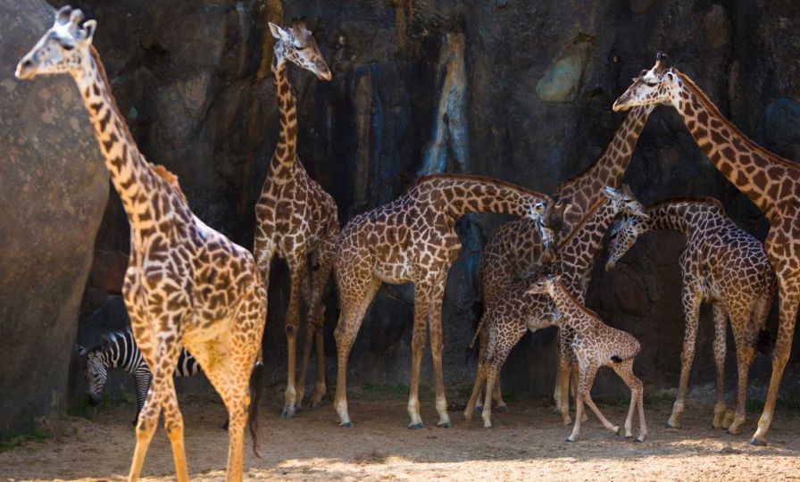 Animali: nata una nuova giraffina allo zoo di Houston [FOTO]