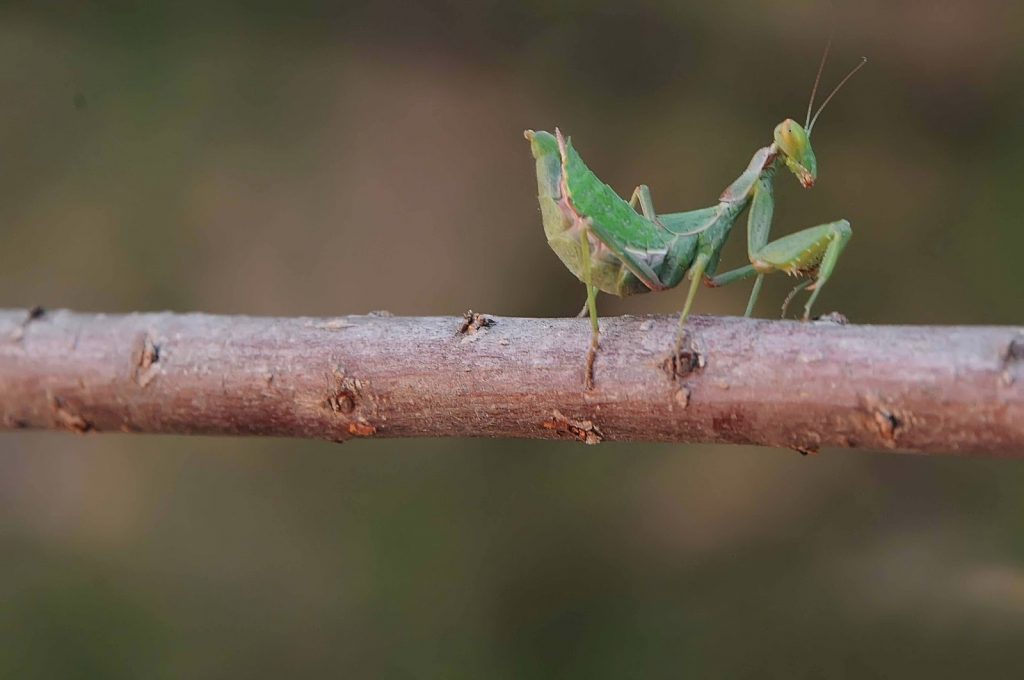 Animali: scoperta una nuova specie di mantide in Alto Adige