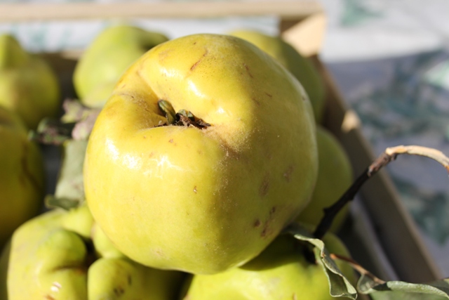 Il cotogno: un rustico albero ornamentale dai frutti ricchi di ...
