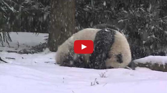 Animali: tenerissimo baby panda gioca per la prima volta nella neve [VIDEO]