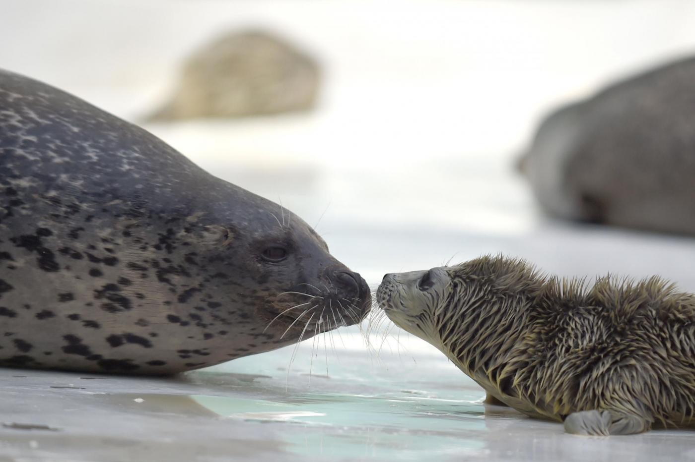 Cina: gemelli di cucciolo di foca nascono al "Snasia Ocean World" [FOTO]