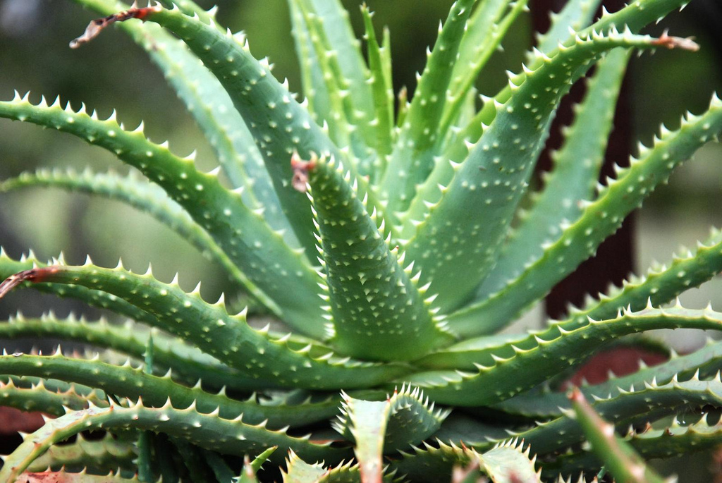 Aloe arborescens: un'eccezionale pianta medicinale