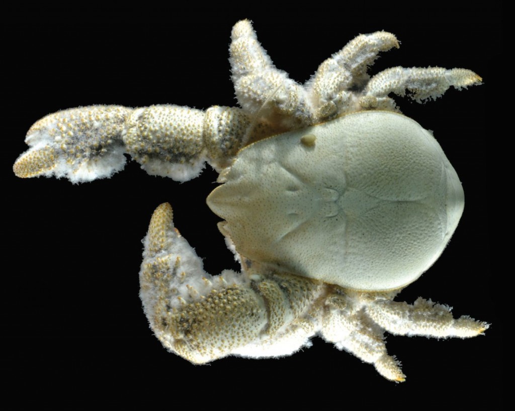 Zoologia: un "granchio yeti" si aggira tra i ghiacci dell'Antartide