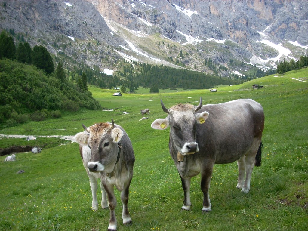 Caldo record in Svizzera: esercito mobilitato per abbeverare le mucche