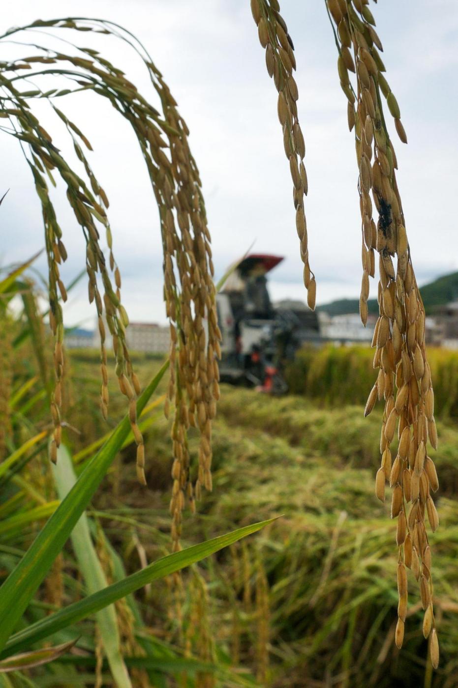 La grande raccolta del riso in Cina [FOTO]