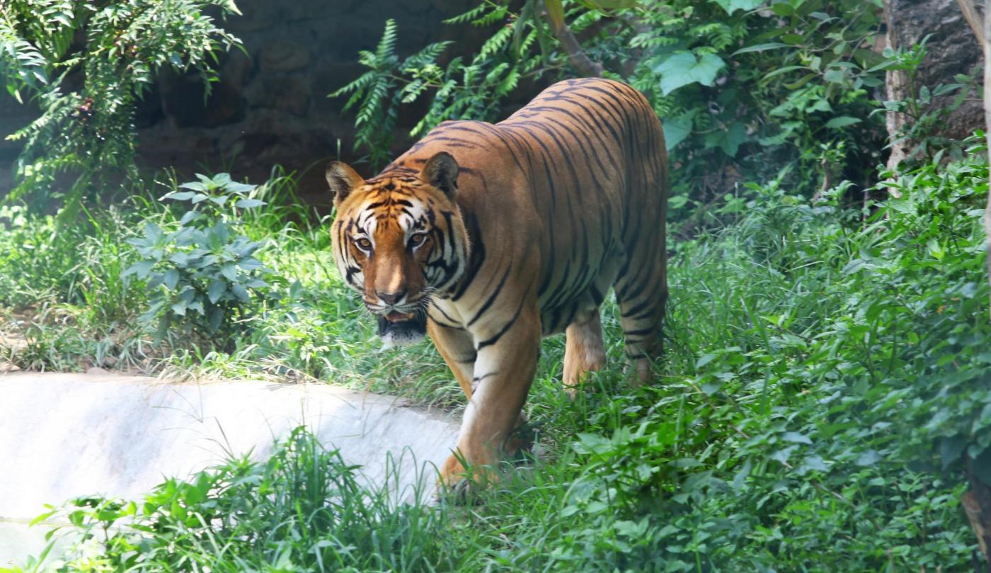 Animali, WWF: in Asia le tigri potrebbero triplicare in una sola ...