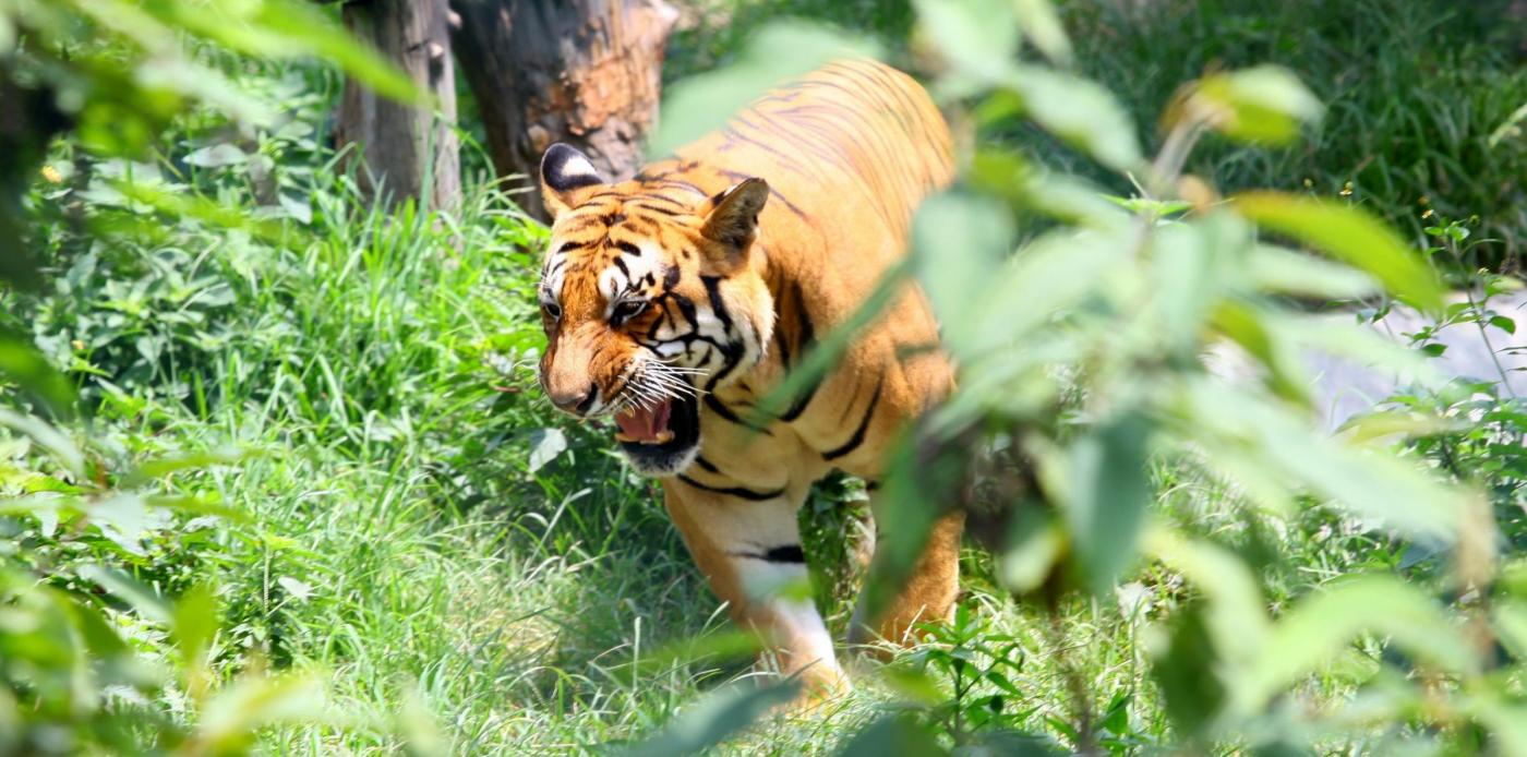 Animali, WWF: dal Nepal buone notizie per la tigre
