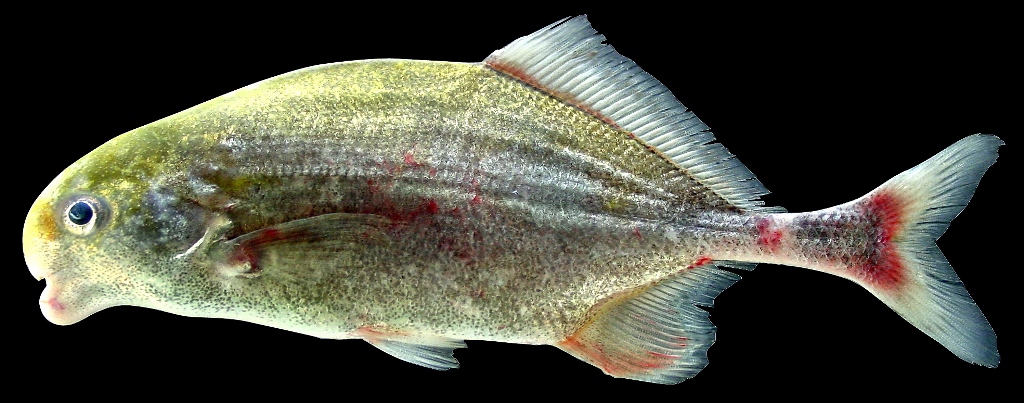 Ecco come i pesci Mormyridae comunicano con le scosse elettriche