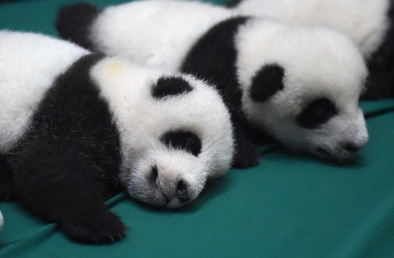Cina: 13 cuccioli di panda gigante al Centro di Ricerca di Chengdu [FOTO]