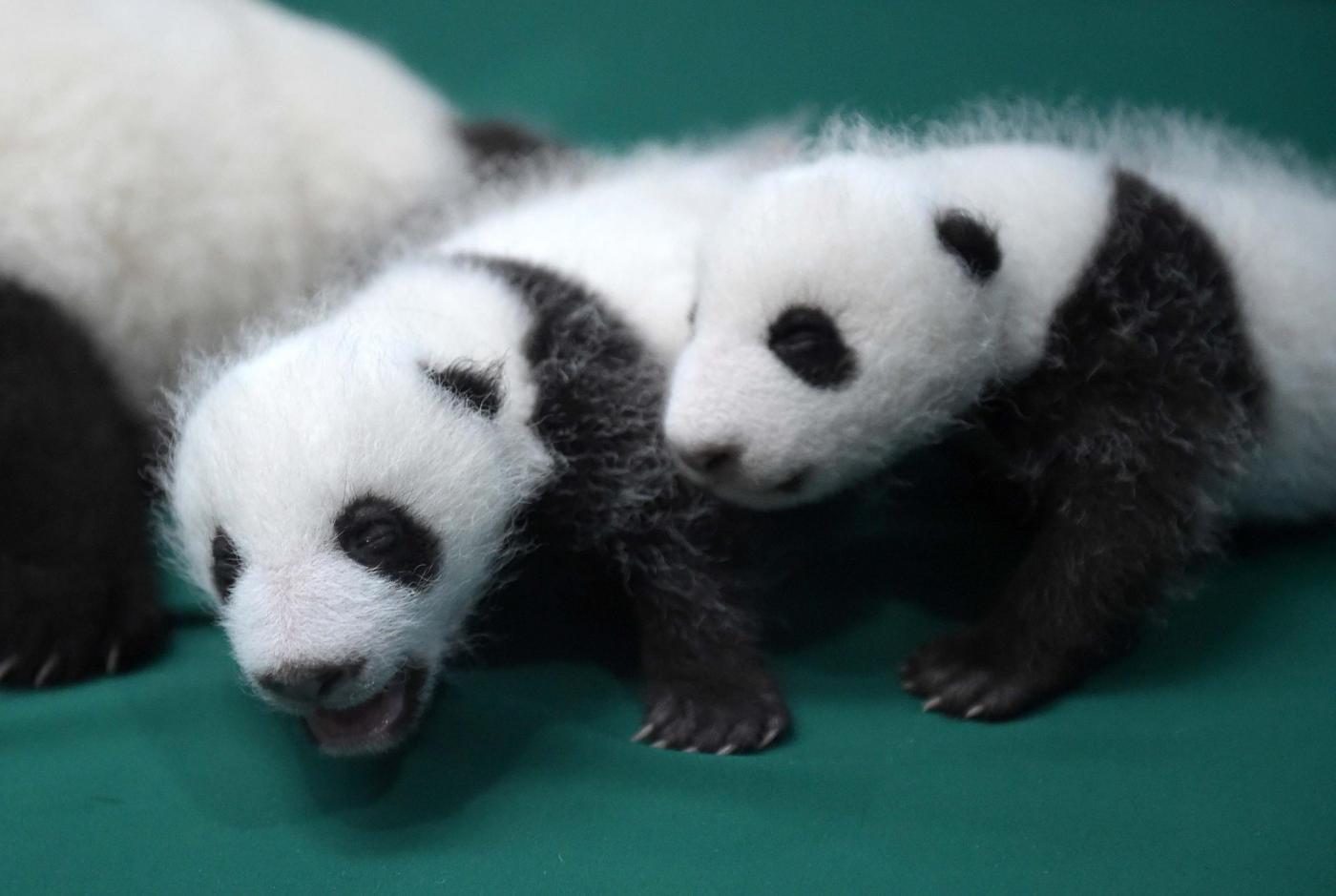Cina: 13 cuccioli di panda gigante al Centro di Ricerca di Chengdu [FOTO]