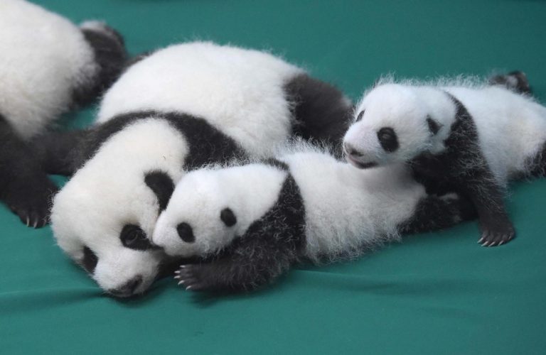 Cina: 13 cuccioli di panda gigante al Centro di Ricerca di Chengdu [FOTO]
