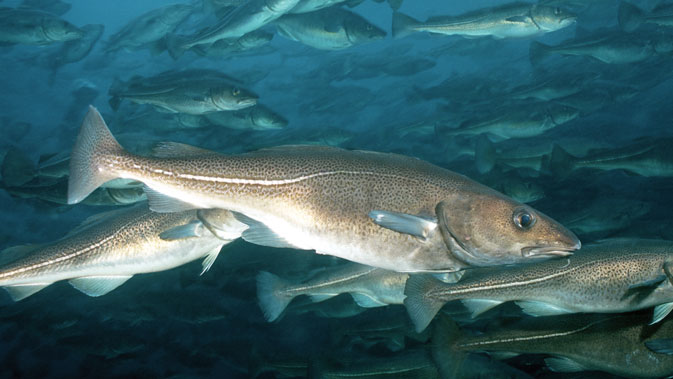 Nel Golfo del Maine ci sono sempre meno merluzzi a causa del mare più caldo