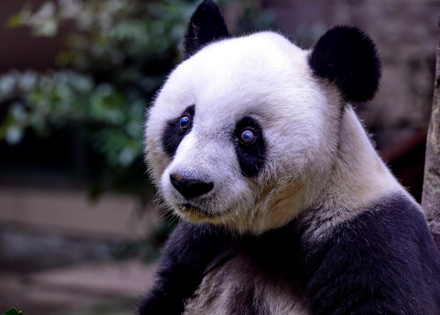 Panda: se sono "innamorati" del proprio partner danno alla luce più ...