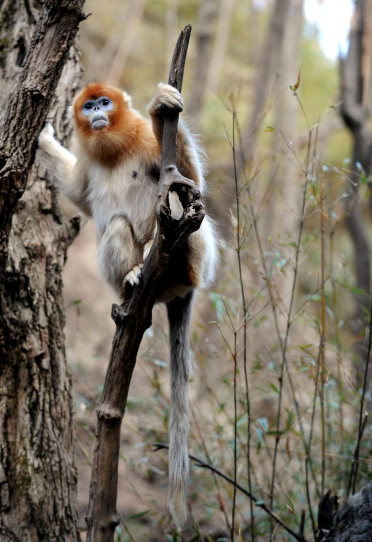 La scimmia dorata: un raro primate che vive nel cuore delle foreste ...