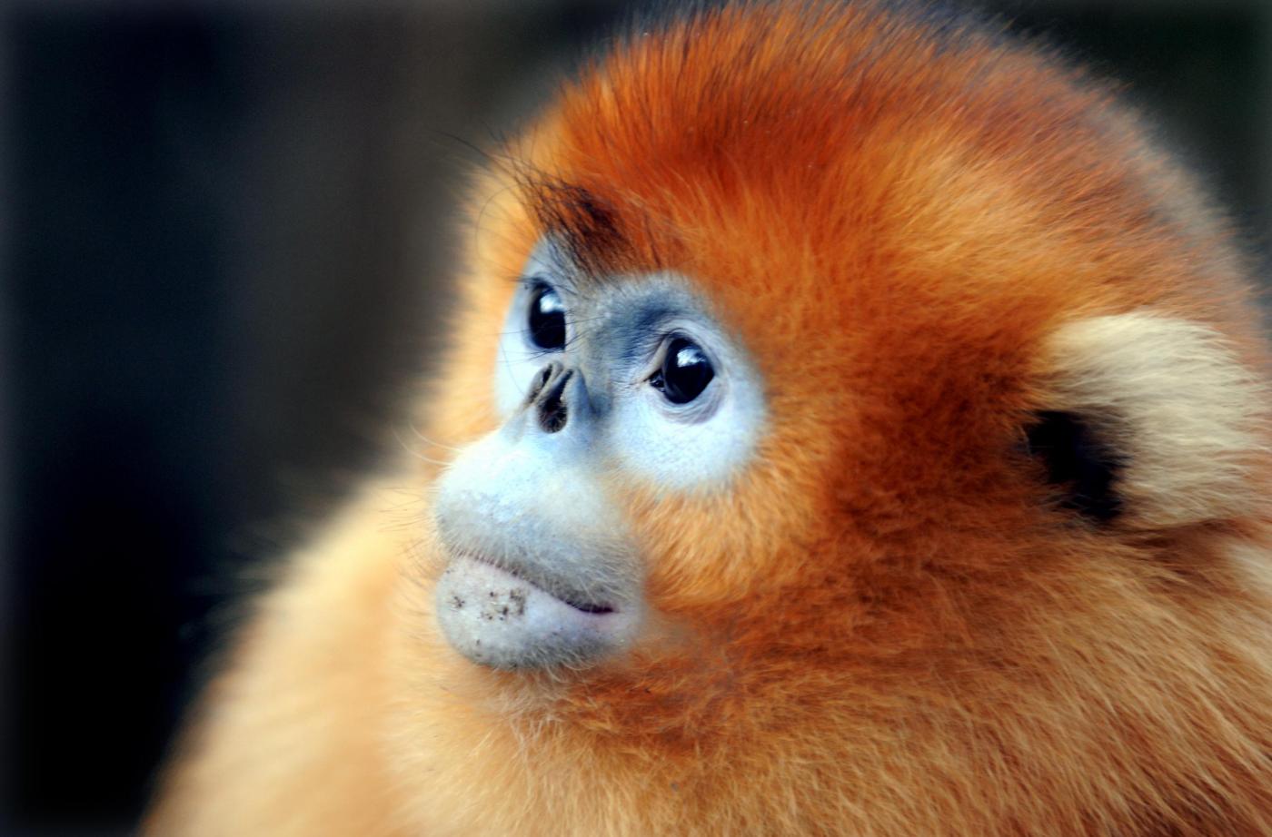 La scimmia dorata: un raro primate che vive nel cuore delle foreste ...