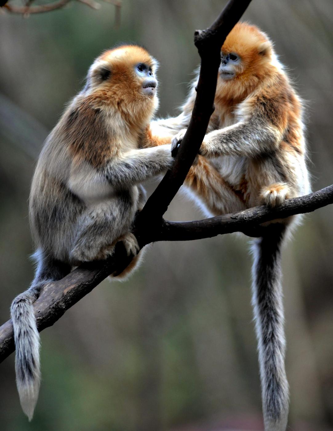 La scimmia dorata: un raro primate che vive nel cuore delle foreste ...