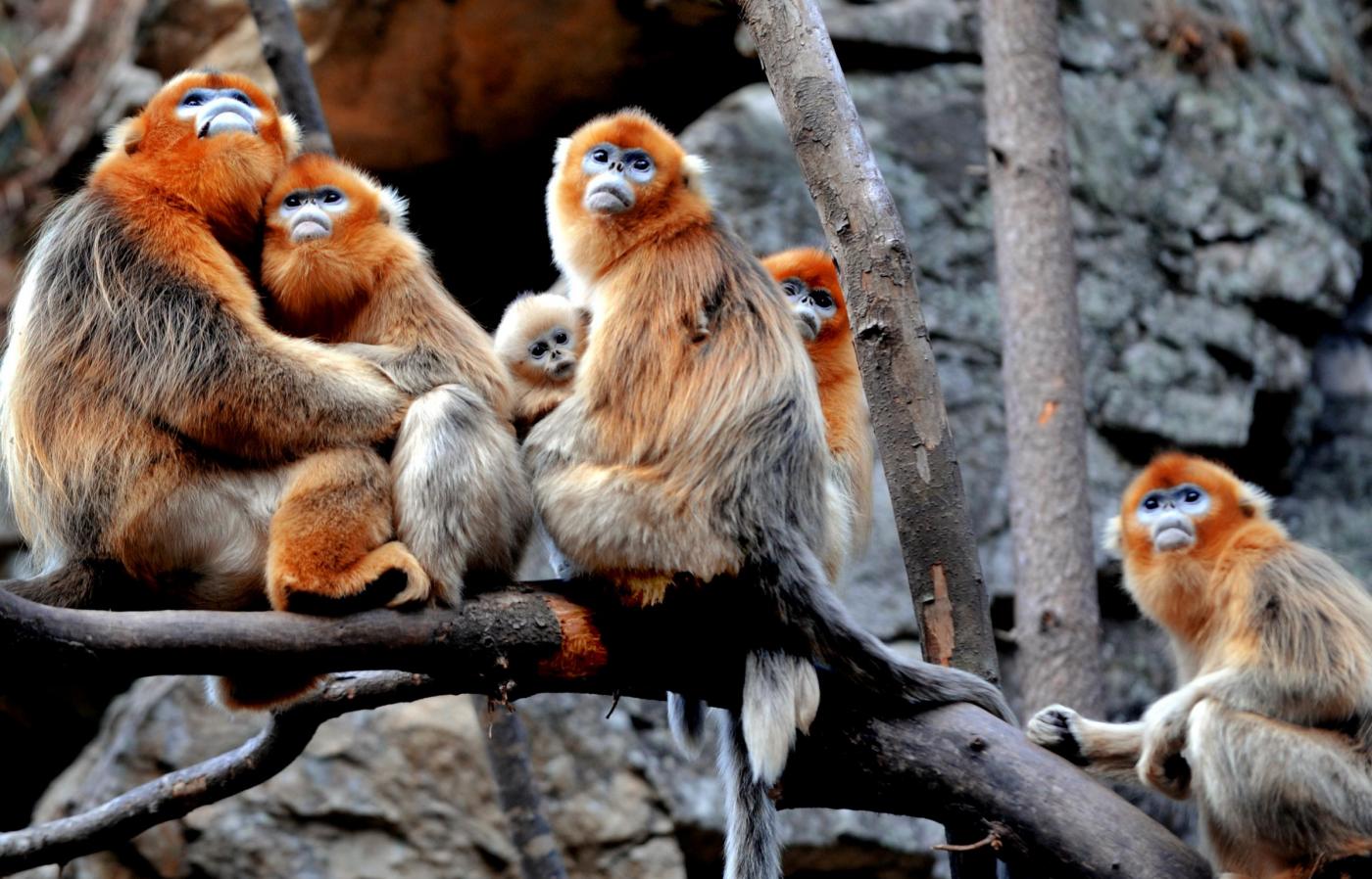 La scimmia dorata: un raro primate che vive nel cuore delle foreste ...