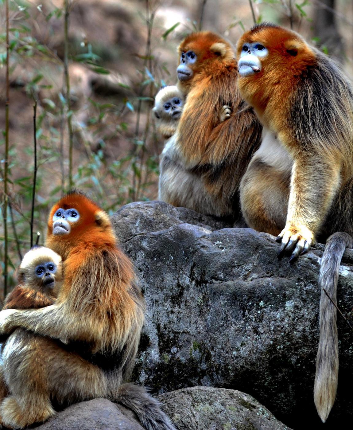 La scimmia dorata: un raro primate che vive nel cuore delle foreste ...
