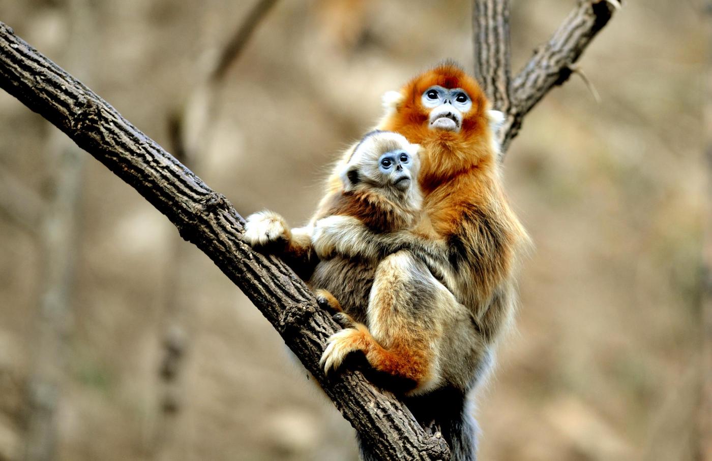 La scimmia dorata: un raro primate che vive nel cuore delle foreste ...