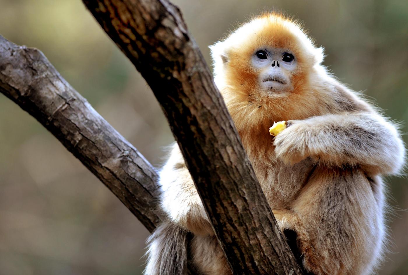 La scimmia dorata: un raro primate che vive nel cuore delle foreste ...
