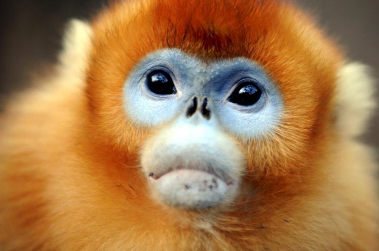 La scimmia dorata: un raro primate che vive nel cuore delle foreste ...