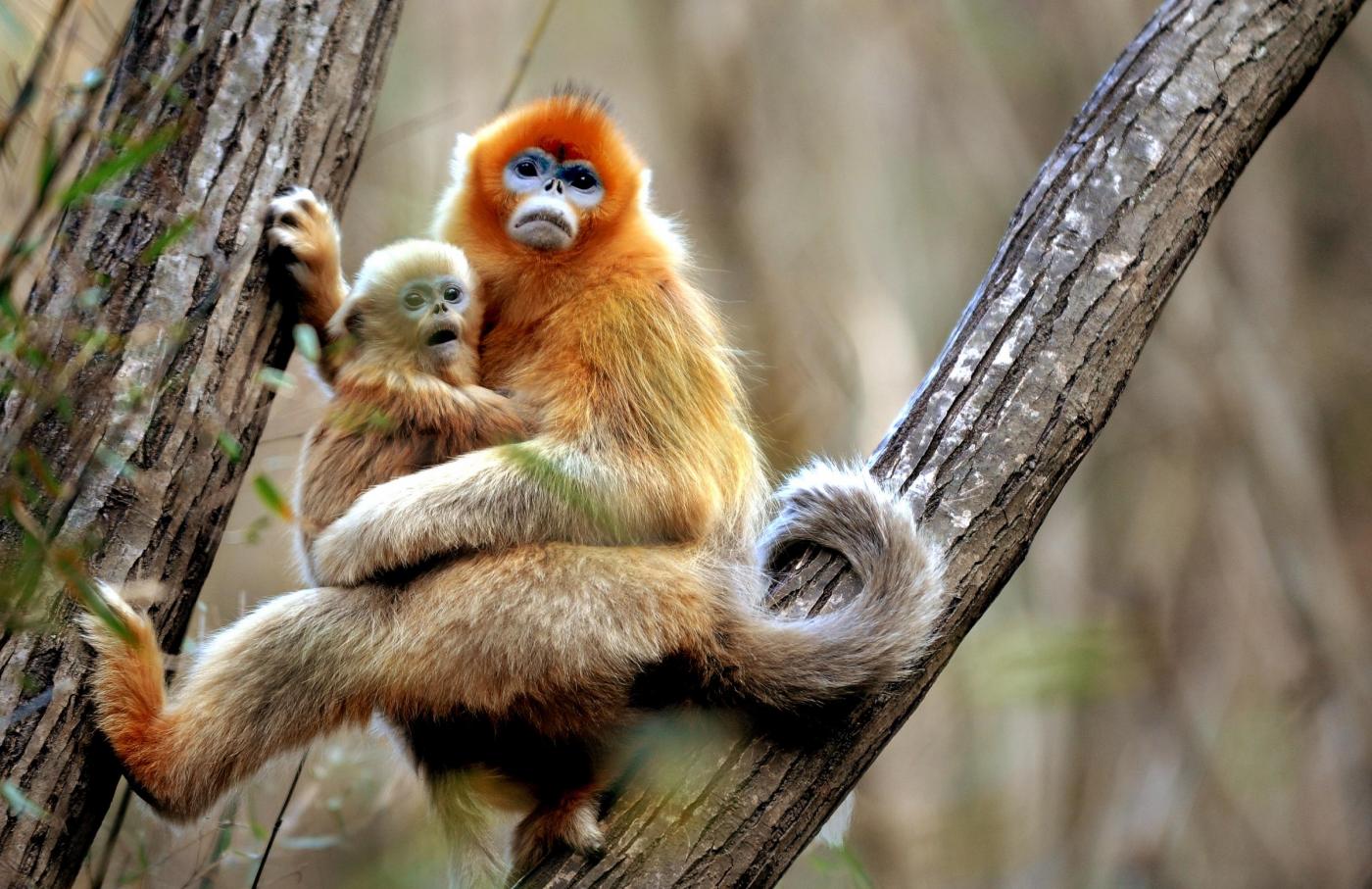 La scimmia dorata: un raro primate che vive nel cuore delle foreste ...