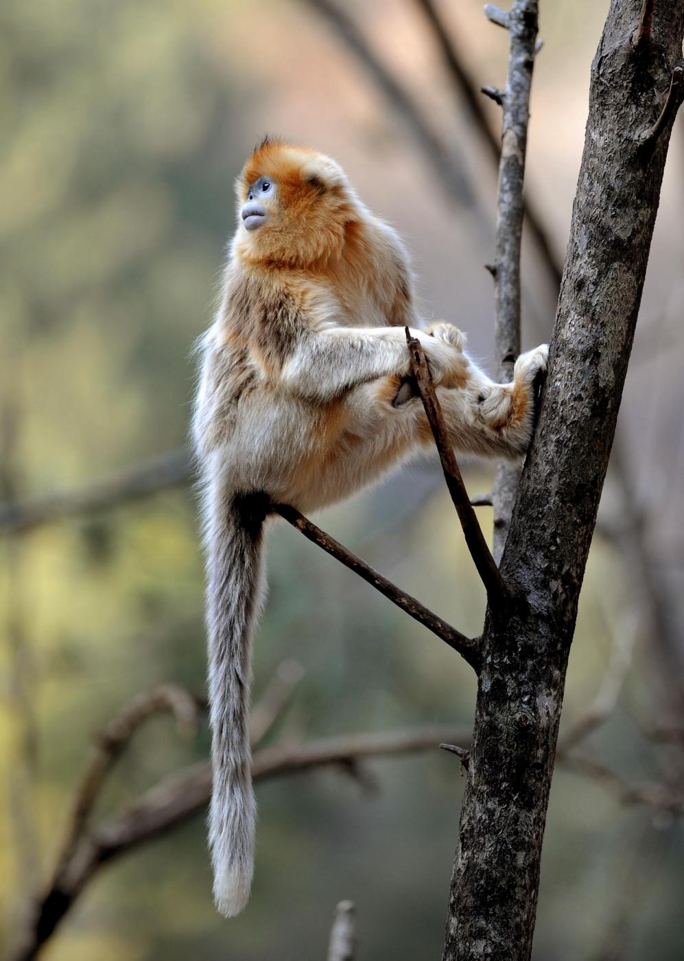 La scimmia dorata: un raro primate che vive nel cuore delle foreste ...