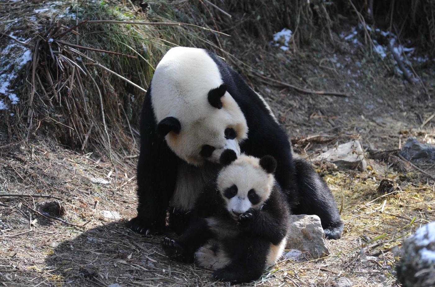 Cina: cuccioli di panda gigante nell'habitat del Sichuan [FOTO]