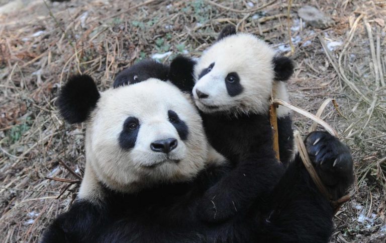 Cina: cuccioli di panda gigante nell'habitat del Sichuan [FOTO]