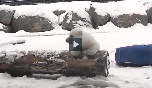 Adorabile orsetto polare vede per la prima volta la neve [VIDEO]