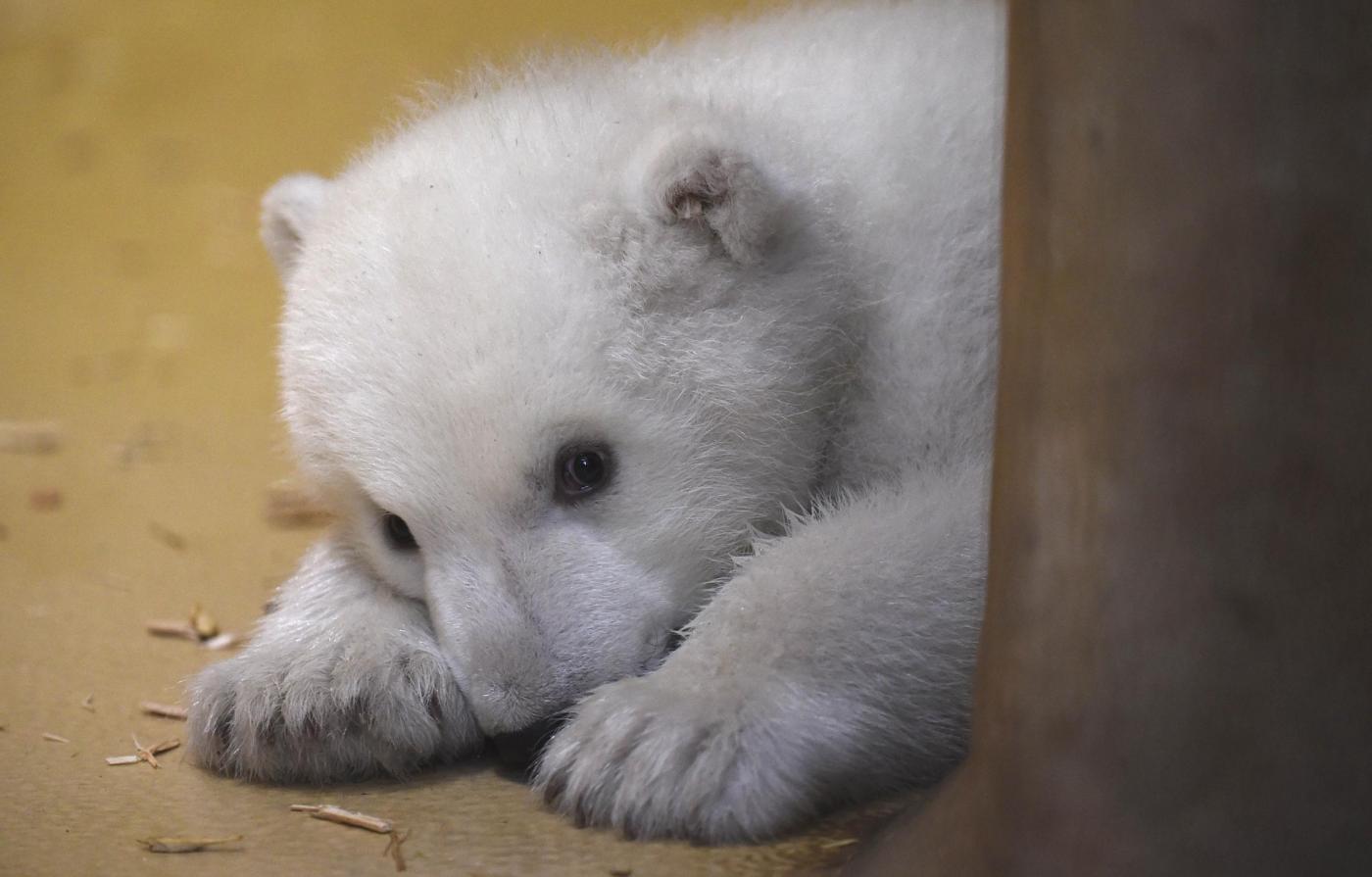 Le tenerissime immagini dell'orsetto polare appena nato in uno Zoo ...
