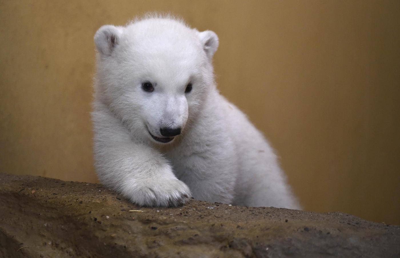 Le tenerissime immagini dell'orsetto polare appena nato in uno Zoo ...