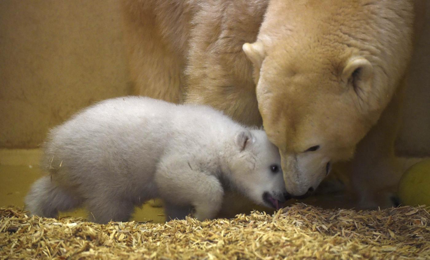 Le tenerissime immagini dell'orsetto polare appena nato in uno Zoo ...