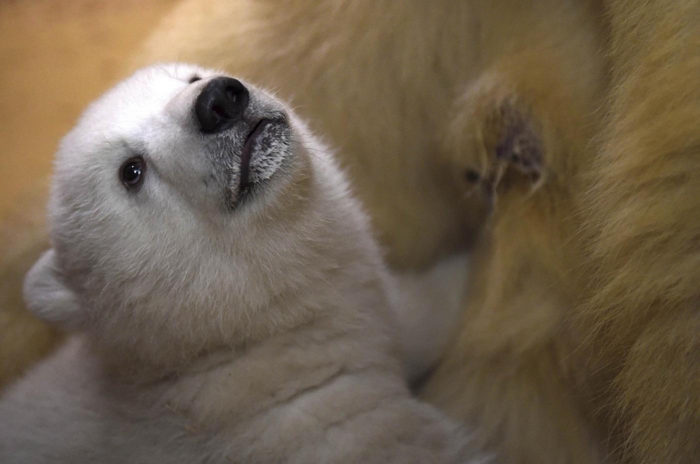 Le tenerissime immagini dell'orsetto polare appena nato in uno Zoo ...