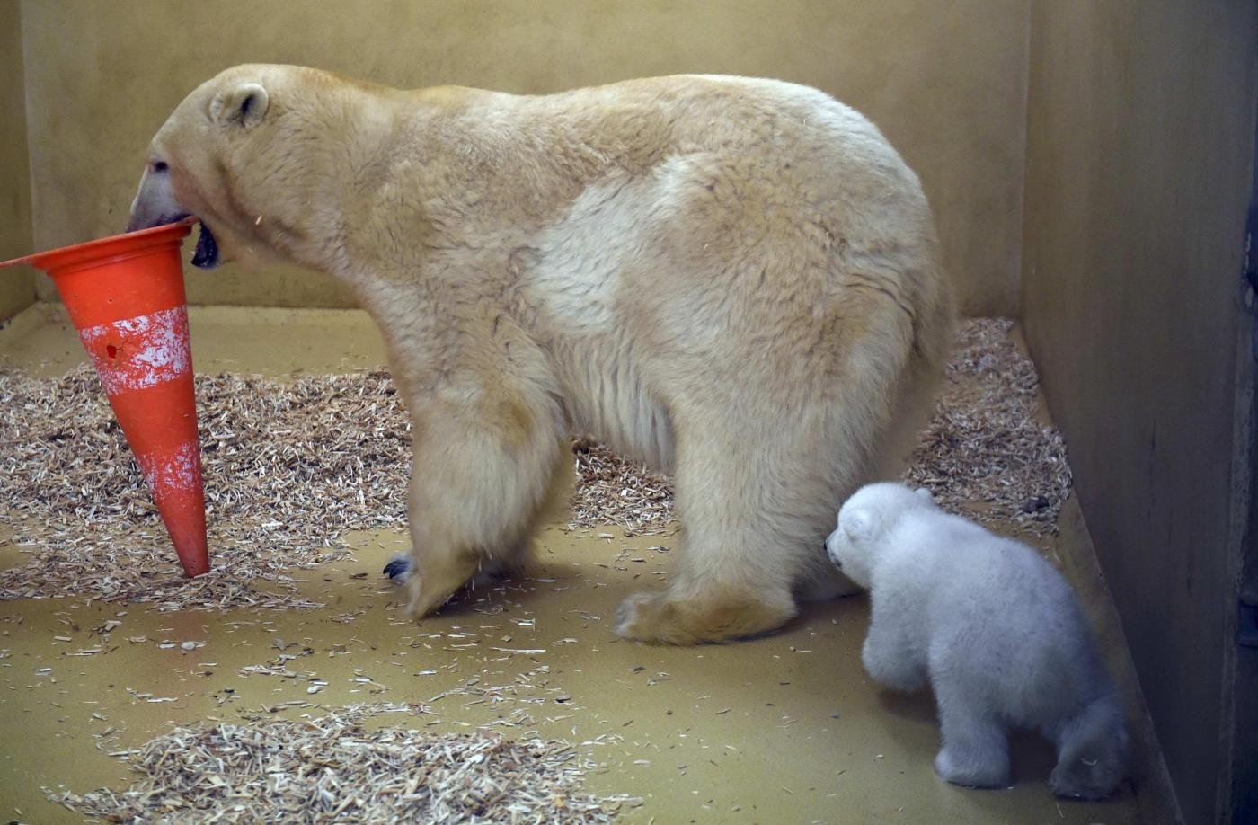 Le tenerissime immagini dell'orsetto polare appena nato in uno Zoo ...