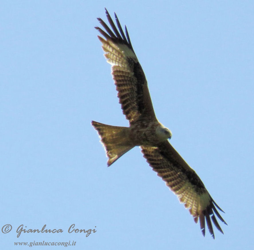 In volo con il Nibbio reale, il rapace più elegante d’Europa [FOTO]