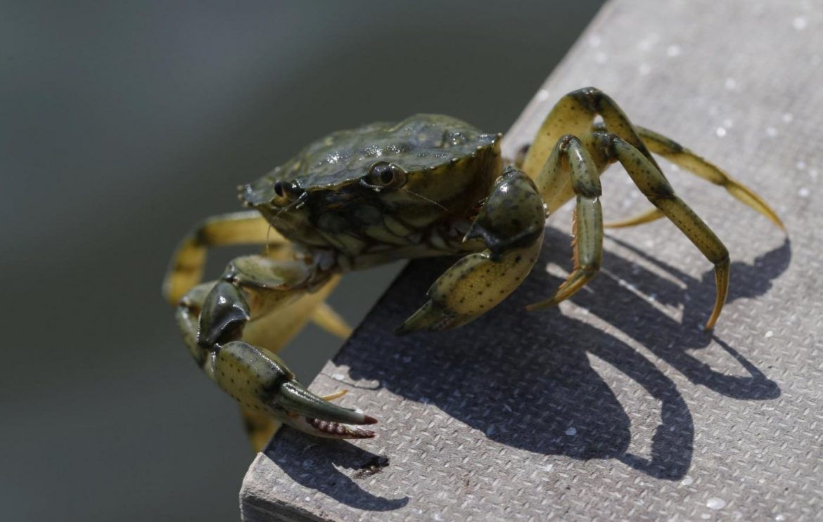 Venezia, la pesca dei granchi: il tesoro della laguna [FOTO]