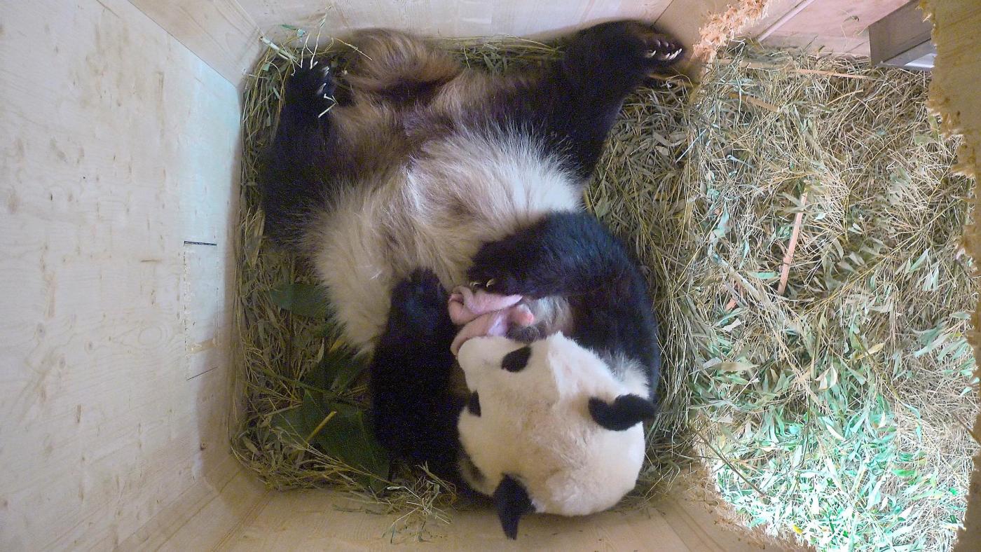 Vienna: il panda gigante Yang Yang ed i suoi due cuccioli appena nati ...