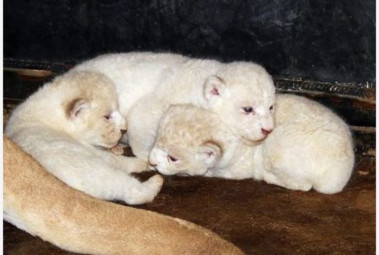 Nello zoo di Tbilisi sono nati tre leoncini bianchi a breve visibili al ...