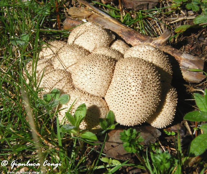 La Sila è il regno dei funghi, non dell’inciviltà [GALLERY]