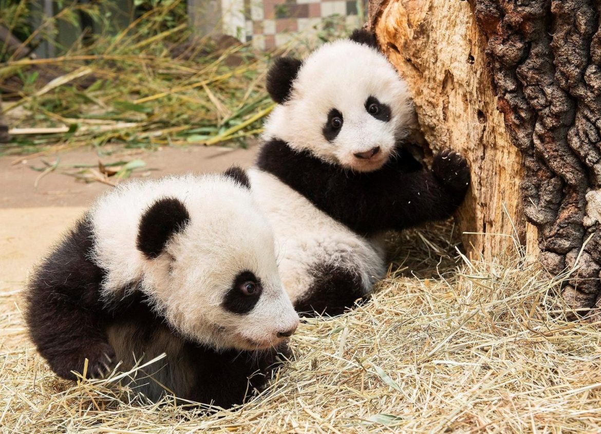 Il panda gigante Yang Yang con i cuccioli allo Zoo di Vienna [GALLERY]