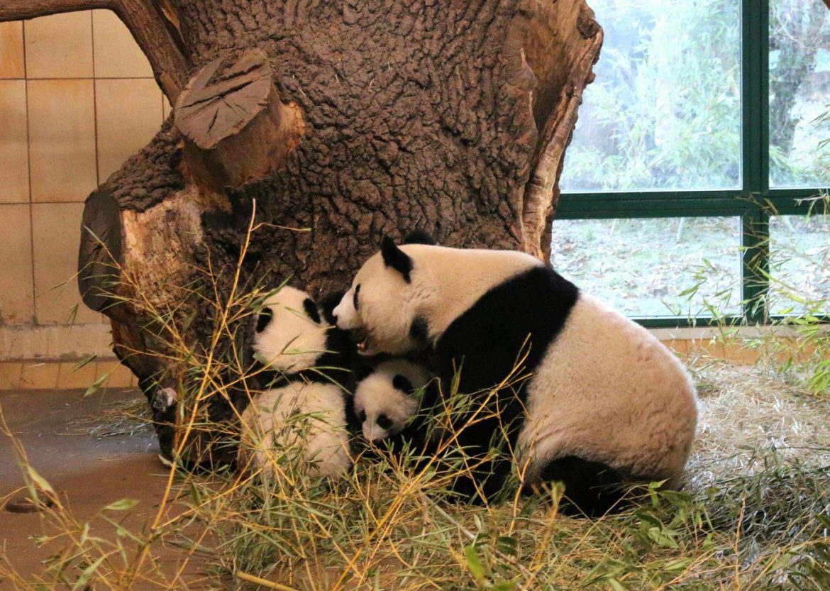 Il panda gigante Yang Yang con i cuccioli allo Zoo di Vienna [GALLERY]